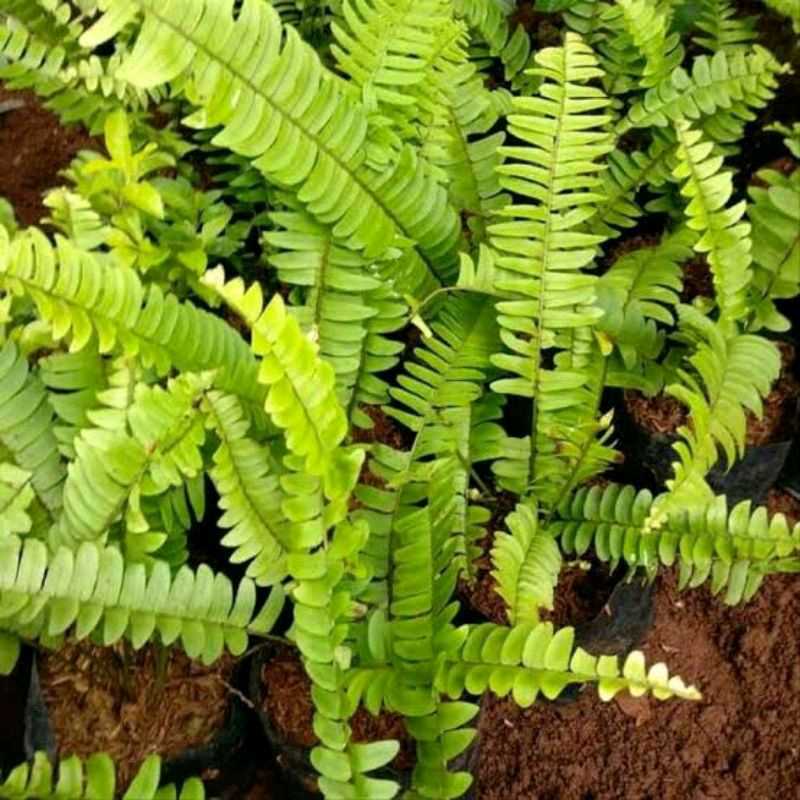Jual (INYONG PLANT) Tanaman Hias Pakis Kelabang di Seller Inyong Plant ...