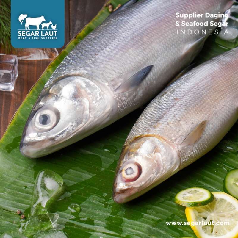 Jual Ikan Bandeng | Fresh Di Seller Segar Laut Meat & Fish Supplie ...