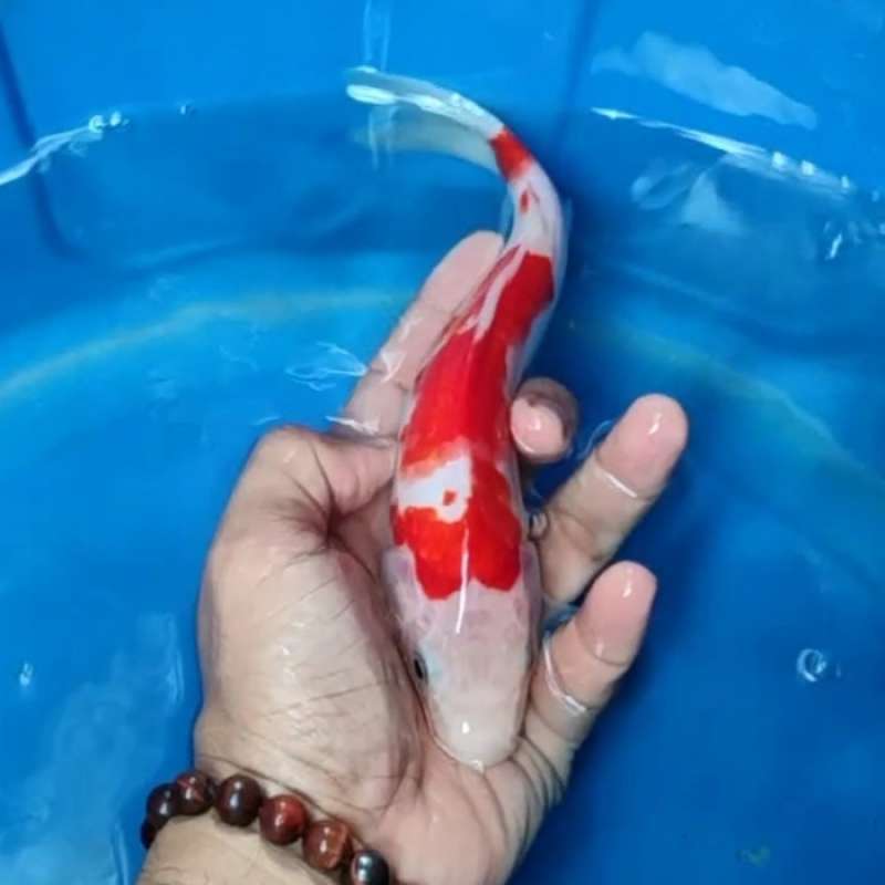 jual-ikan-koi-blitar-jenis-kohaku-rumah-koi-jakarta-kode-0063-di