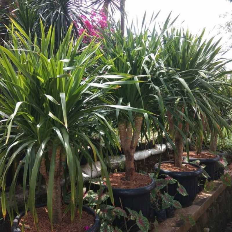Promo Tanaman Pandan Bali Cabang 3 Tinggi 1,5-2 Meteran Batang Super ...