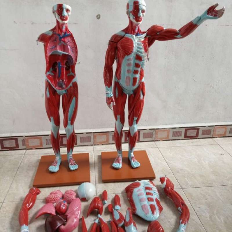 Promo Model Manusia Otot Torso Manusia Otot Manekin Manusia Otot