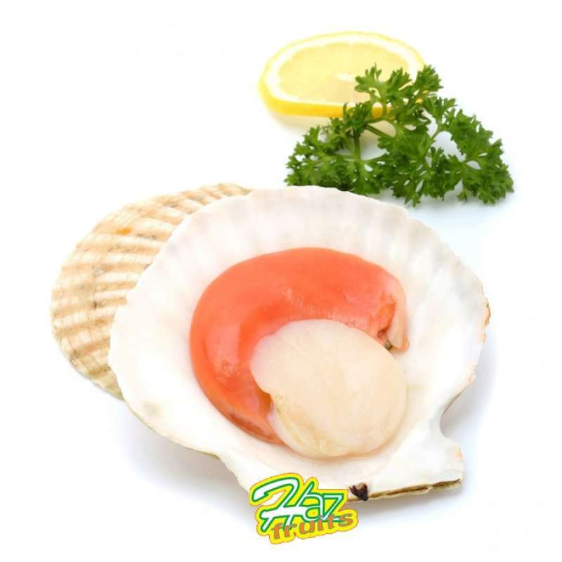 Jual Scallop HS With Roe|Frozen Scallop HS With Roe-Import 1kg di ...
