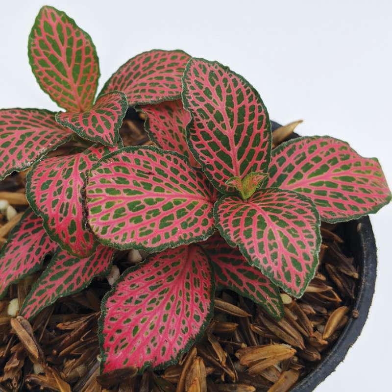 Jual fittonia verschaffelti red anne' - tanaman hias terrarium di ...
