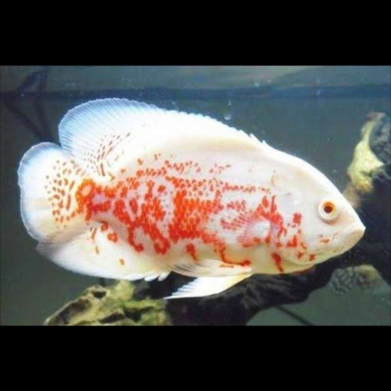 Promo Albino Tiger Red Oscar Import Astronotus Ocellatus Marble Velvet ...