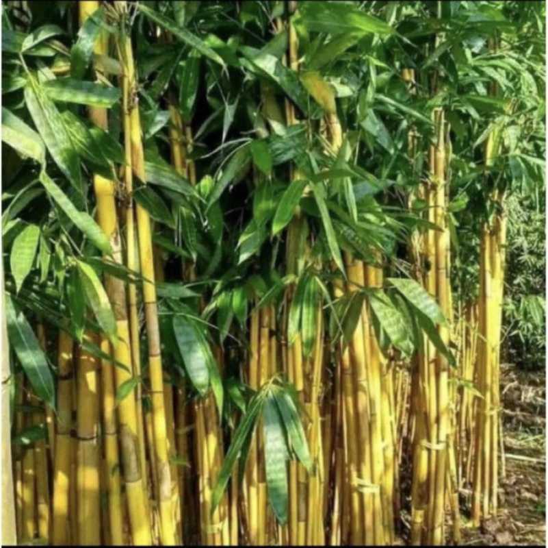 Promo Tanaman Bambu Kuning - Pohon Bambu Panda - Bambu Kuning - Bibit ...