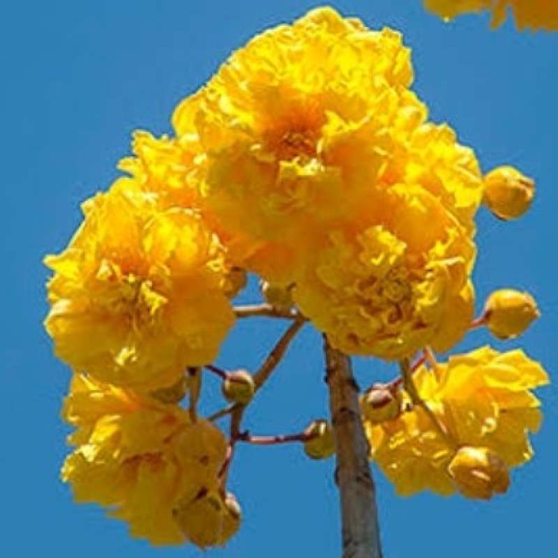 Promo Pohon Buttercup Bunga Kuning Diskon 23% Di Seller Shoka Store ...