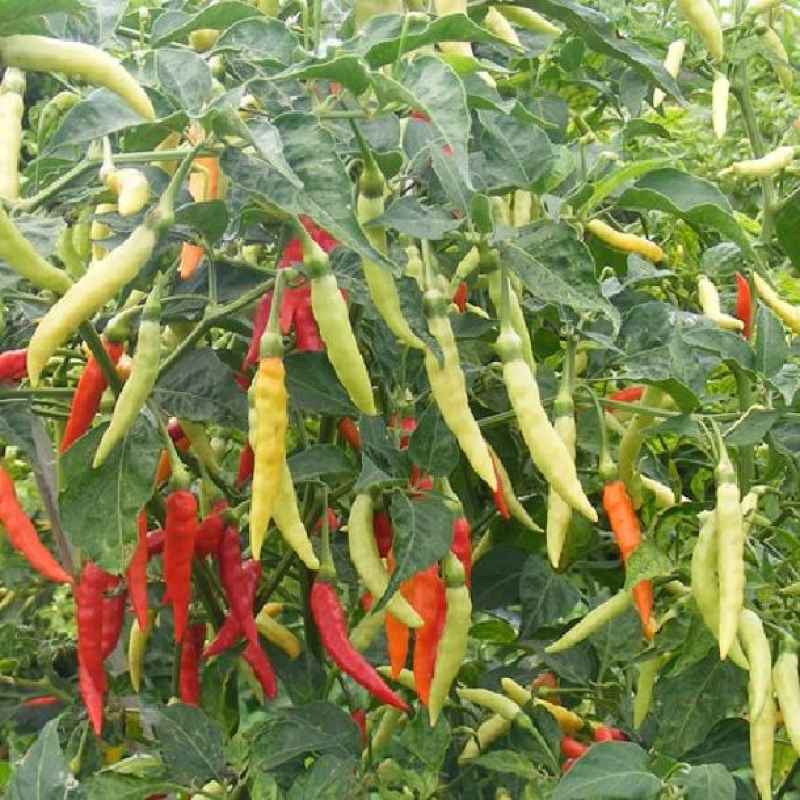Jual Benih Cabe Maruyung 10 Gr Cabai Rawit Putih Di Seller Lastlac ...