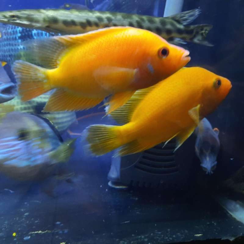 Jual Ikan Red Devil Termurah - Harga Grosir Terupdate Hari Ini | Blibli