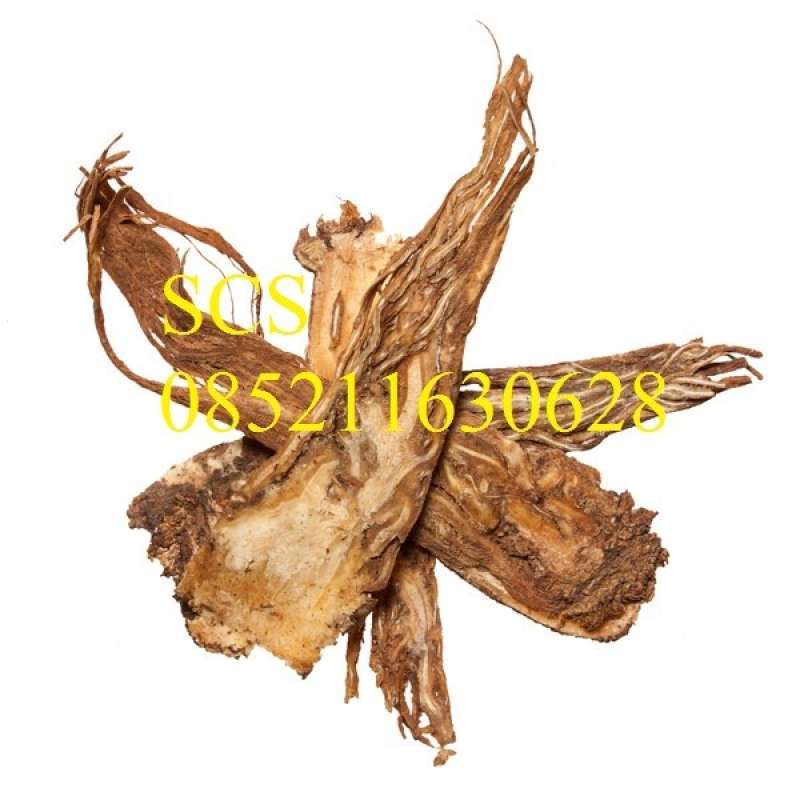 Jual Dang Gui,Tangkuei, Angelica Root, Dong Quai, Chinese Angelica 600 ...