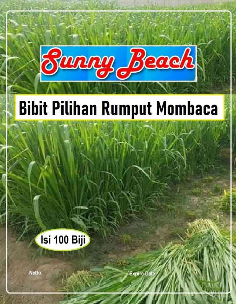 Jual Bibit Pilihan Rumput Mombaca|rumput Benggala|biji Benih Rumput ...