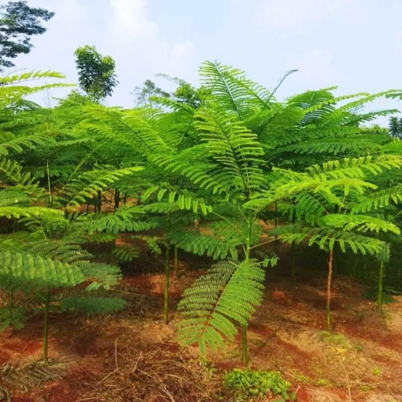 Promo Tanaman Hias Schizolobium Parahyba Pohon Pakis Brazil Solobium 4 ...