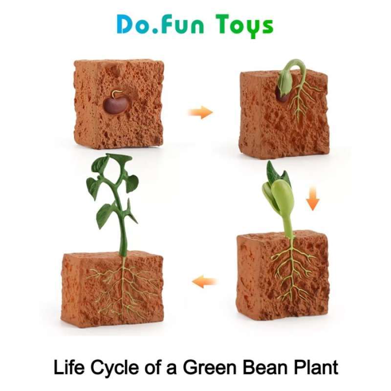 Promo LIFE CYCLE OF A PLANT / MAINAN EDUKASI SIKLUS PERTUMBUHAN TANAMAN ...