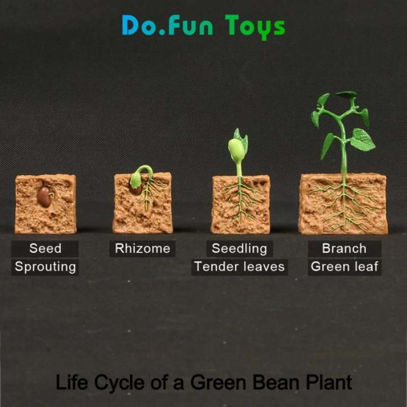 Promo LIFE CYCLE OF A PLANT / MAINAN EDUKASI SIKLUS PERTUMBUHAN TANAMAN ...