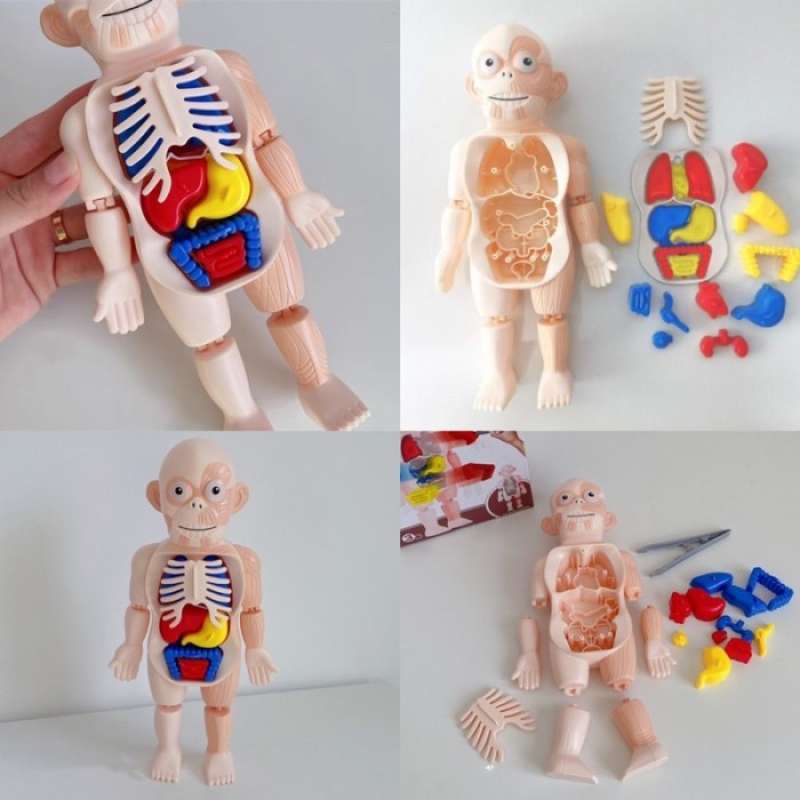 Promo HUMAN BODY MODEL SET CHILD ORGAN MODEL SET PUZZLE MAINAN EDUKASI ...