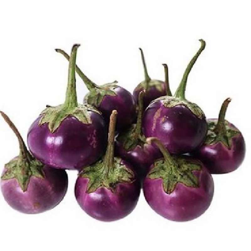 pohon terong lalap ungu