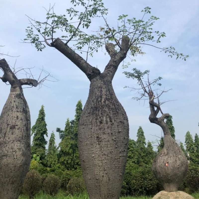 Jual Tanaman Import Pohon Bottle Tree Langka Cocok Untuk Icon Taman Di ...