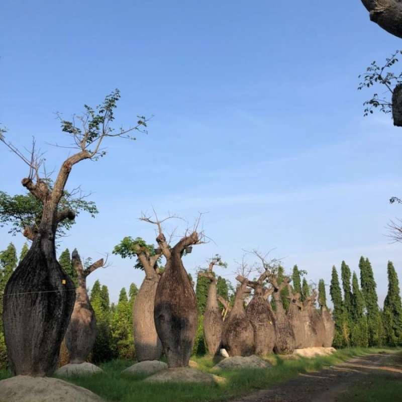 Jual Tanaman Import Pohon Bottle Tree Langka Cocok Untuk Icon Taman Di ...