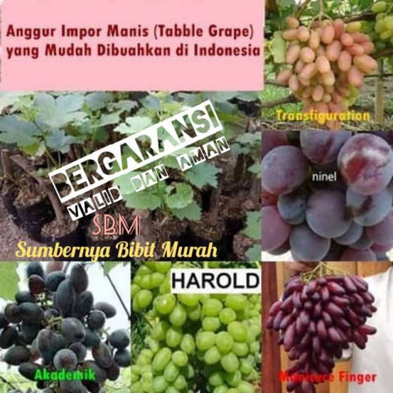 Jual Bibit Anggur Impor-ninel-trans-akademik-harold-jupiter-mf-geovani ...