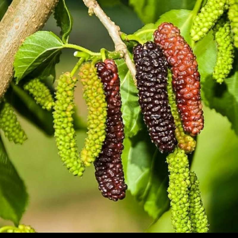 Jual Bibit Tanaman Buah Long Murbey/ Long Murbei Asli Valid Di Seller ...