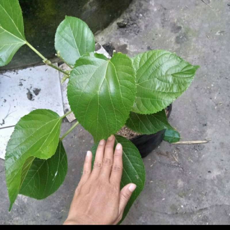 Jual Bibit Tanaman Buah Long Murbey/ Long Murbei Asli Valid Di Seller ...