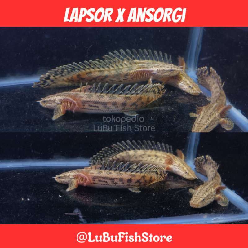 Jual Palmas Ansorgi X Lapsor Hybrid Palmas Hybrid Lapsor X Ansorgi - 12 ...