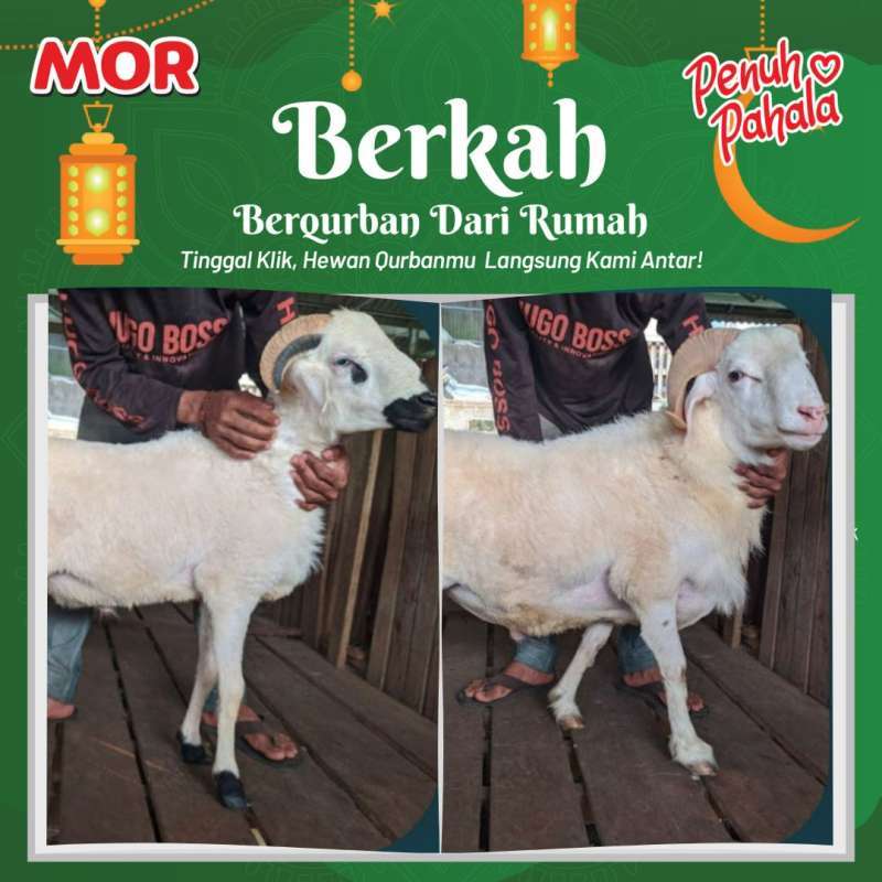 Jual Edisi Idul Adha Hewan Kurban Domba Tanduk - Qurban Hidup, Tipe A ...