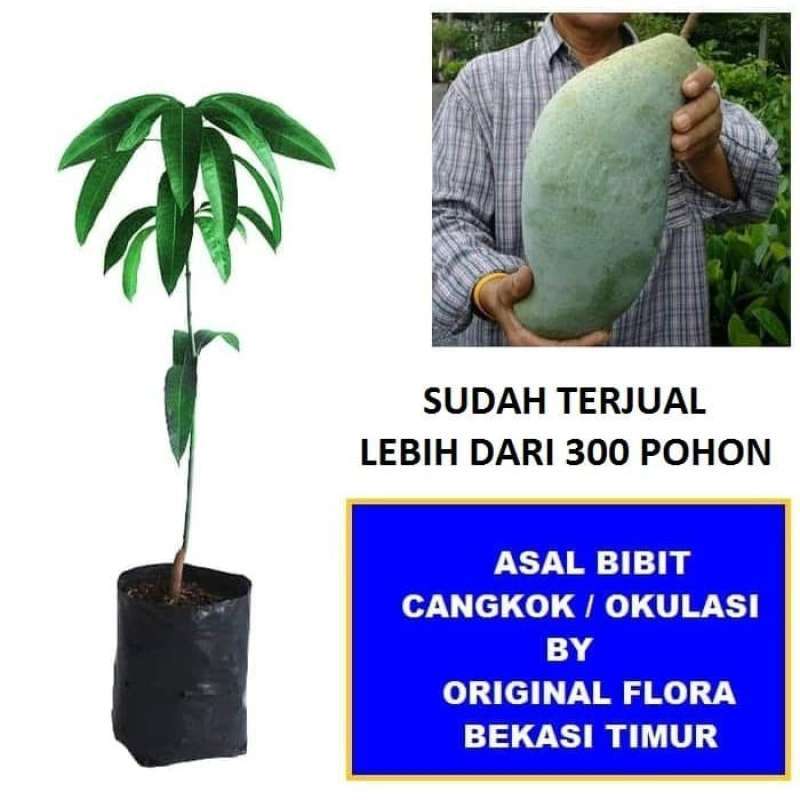 Jual Bibit Mangga Mahathir Pohon Mangga Bibit Buah Mangga Mahatir di ... Jual Bibit Mangga Mahathir Pohon Mangga Bibit Buah Mangga Mahatir di ...
