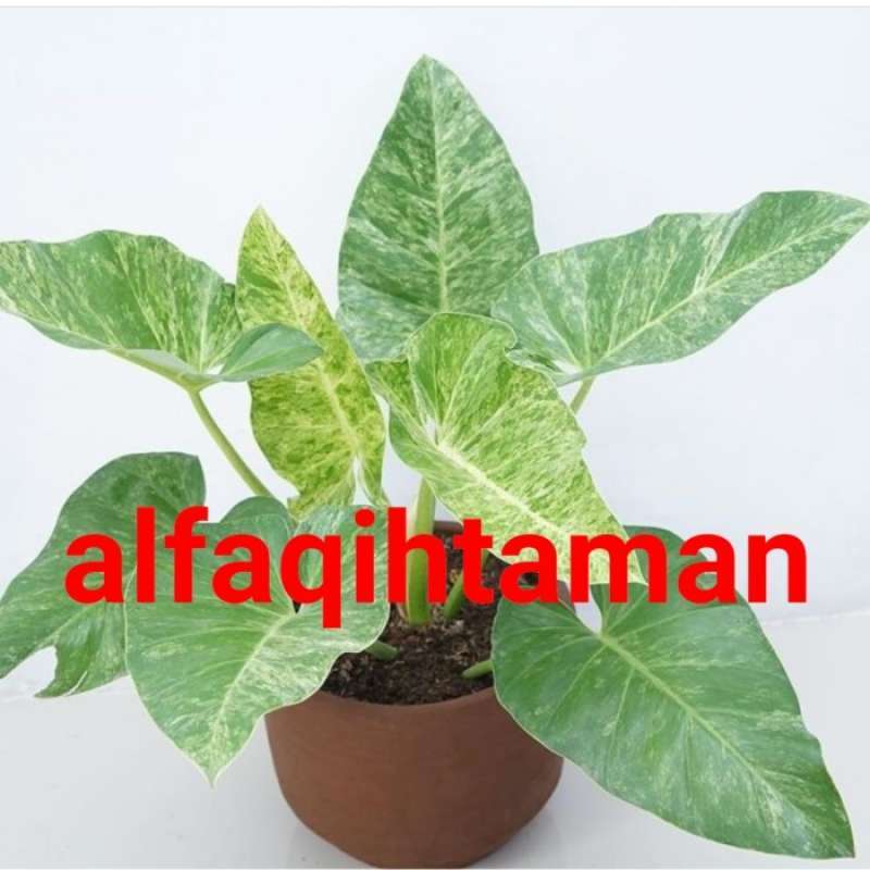 Promo Tanaman Hias Philo Marble Variegata - Philodendron Marble ...