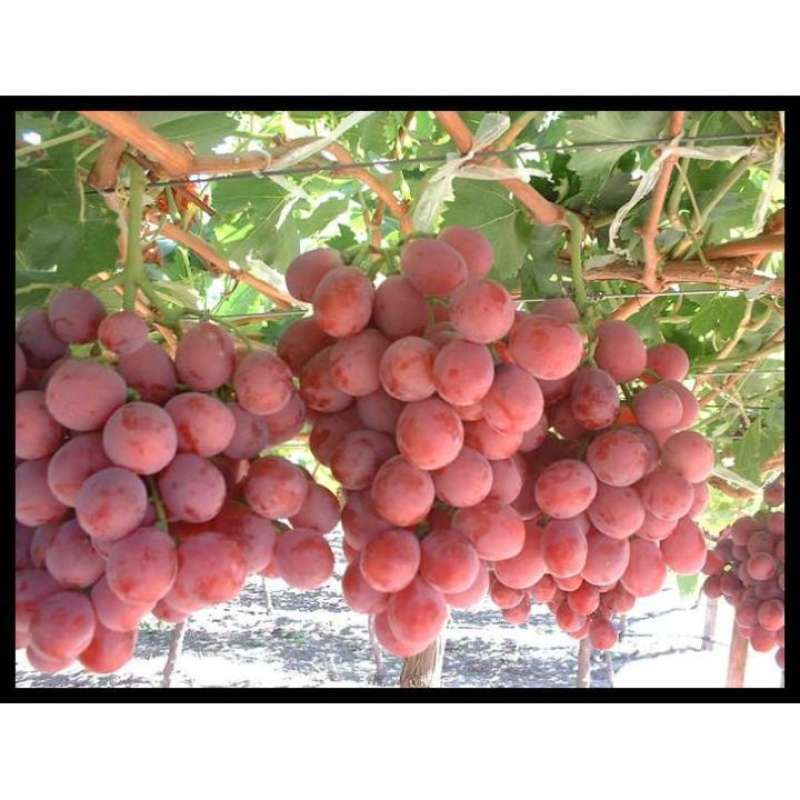 Anggur Red Globe 🔥 - Harga Termurah & Terbaru Februari 2026
