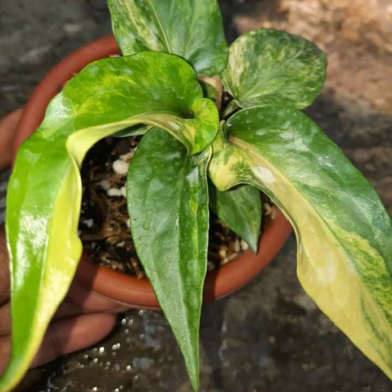 Promo Anthurium Obor Tanduk Variegata - Rare Item Diskon 23% di Seller ...