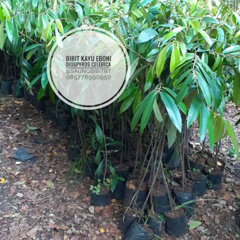 Promo Bibit Eboni 1 Meter up - Kayu Hitam Sulawesi - Diospyros celebica ...