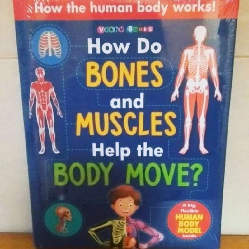 Promo How Do Bones And Muscles Help The Body Move? Diskon 23% Di Seller ...