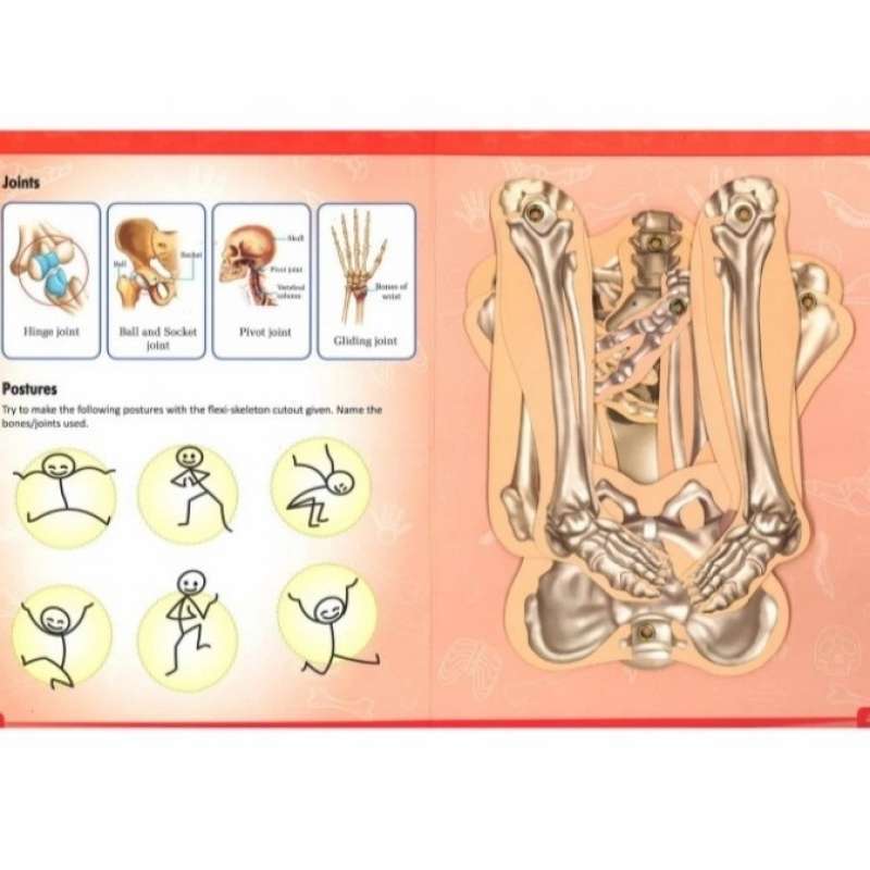 Promo How Do Bones And Muscles Help The Body Move? Diskon 23% Di Seller ...