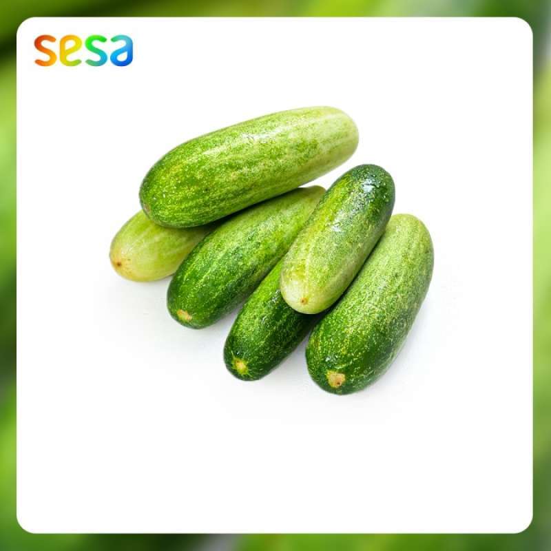 Jual Harga Timun 1 Kg Murah - Harga Grosir Agustus 2024 | Blibli