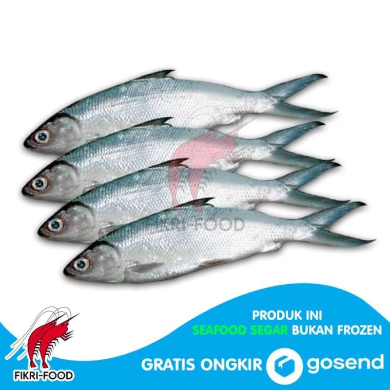 Jual Ikan Bandeng Segar Di Seller Fikri Food - Pengasinan, Kota Bekasi ...