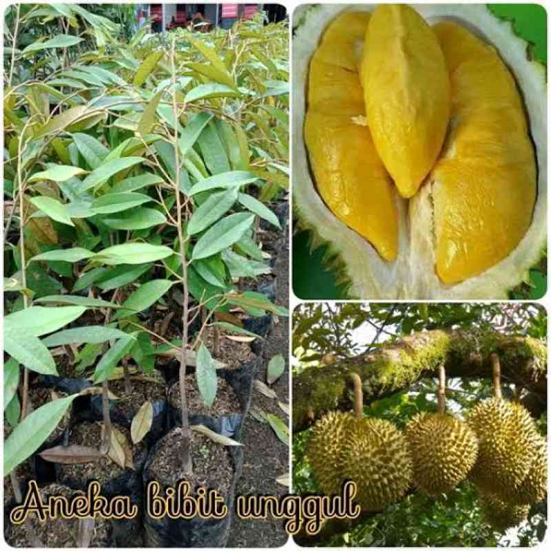 Jual Bibit Durian Musang King Asli Di Seller Sukses Keluarga Tani ...