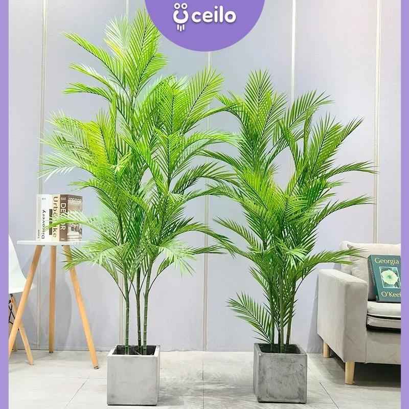 Jual Ceilo Pohon Palm Hias Jepang Meter | Tanaman Palm Hias | Tanaman ...