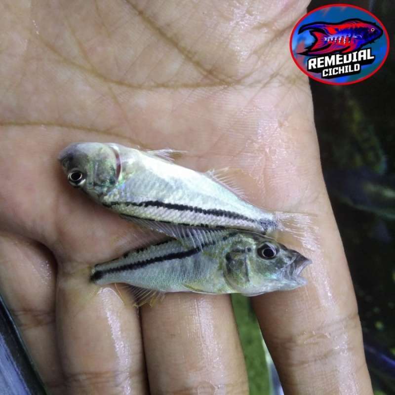 Promo Aristhochromis Christyi / Malawi Hawk - African Cichlid Diskon 23 ...