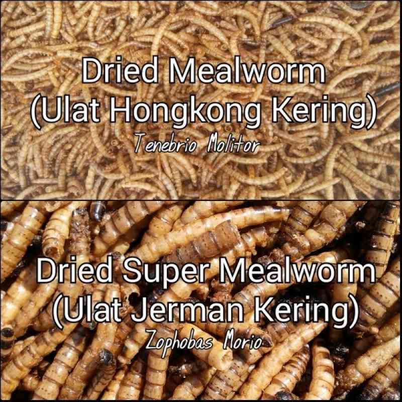 Jual Dried Super Mealworm - Ulat Jerman Sugar Glider Burung Landak Mini ...