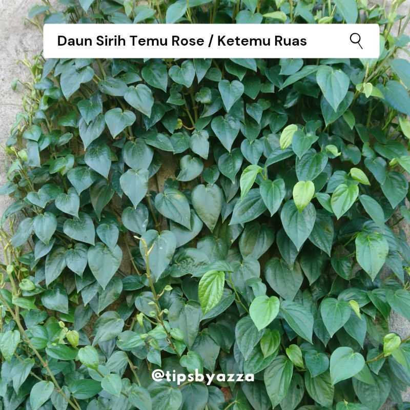 Daun Sirih Temu Ruas Gratis Ongkir 🏷️ Harga Murah November 2025