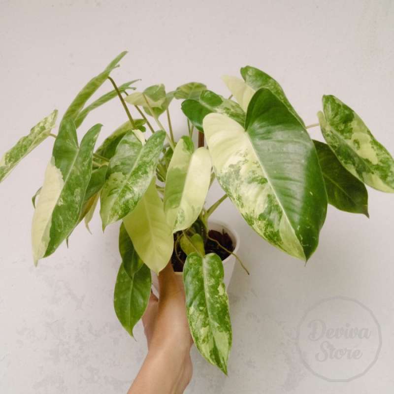 Promo Tanaman Hias Philodendron Burlemarx Variegata Size Rimbun plus ...