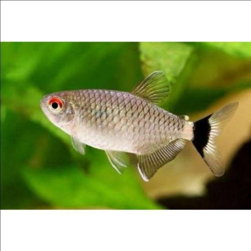 Jual Red Eye Tetra / Mata Merah Tetra / Ikan Hias Aquascape di Seller ...