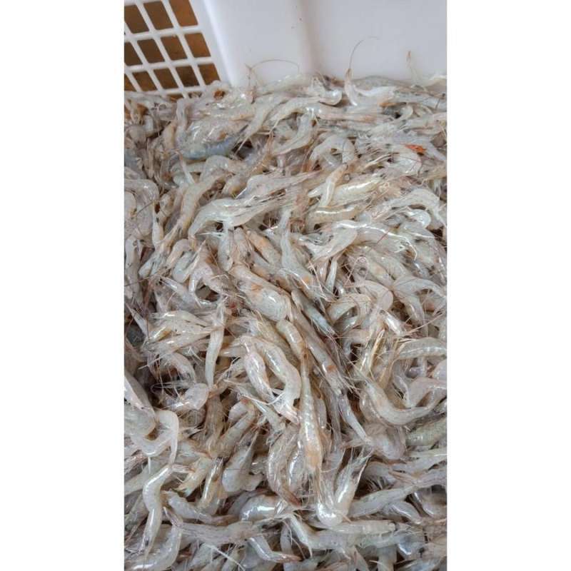 Jual Udang Rebon Segar 1KG di Seller Cobryzen Shop - Rawa Badak Selatan ...