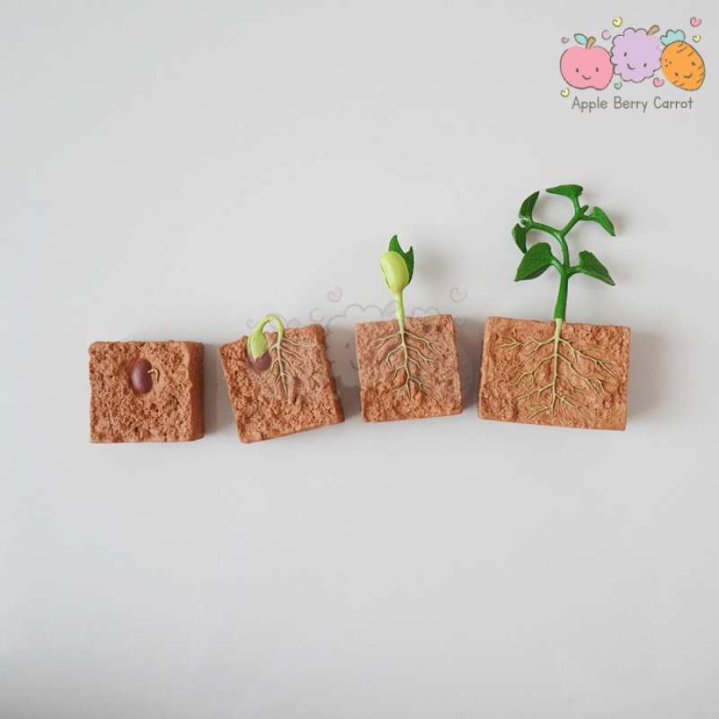 Promo Life Cycle Of Green Bean Plant Safari Ltd Figurine - Beans Plants ...