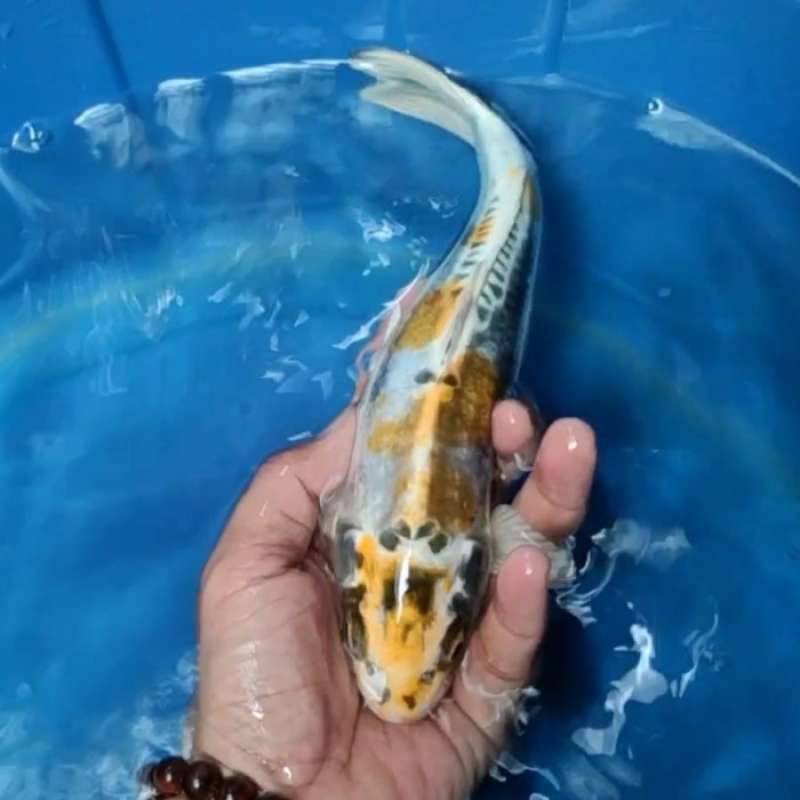 Jual Ikan Koi Blitar Jenis Kiko / Rumah Koi Jakarta / Kode 007 Di ...