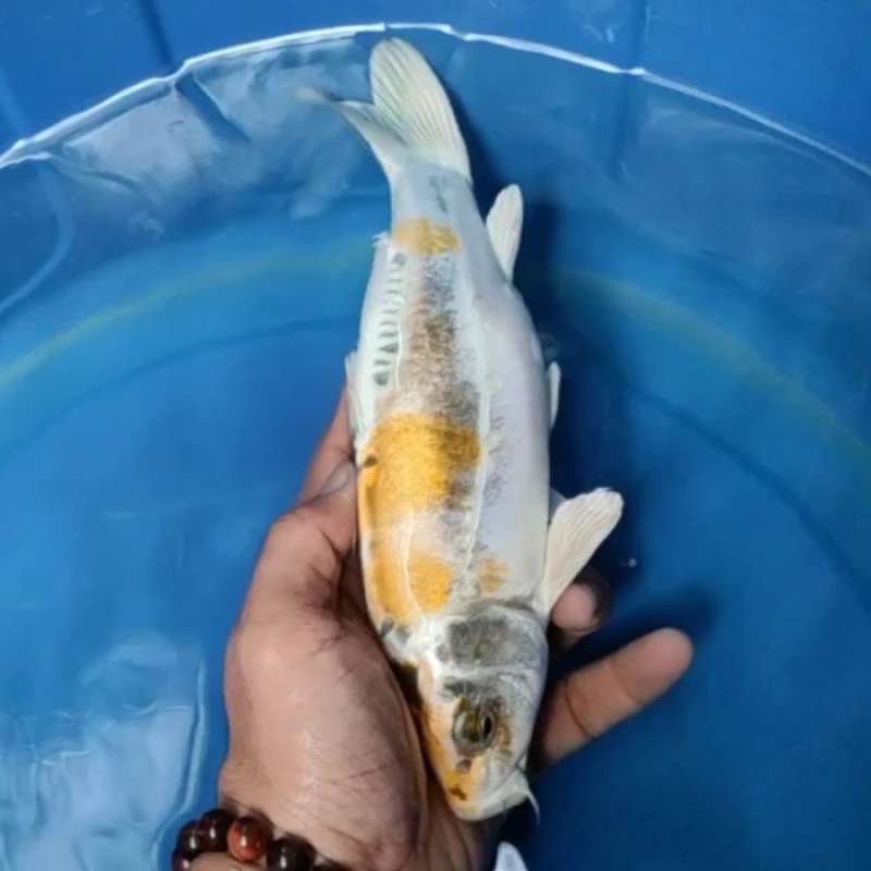 Jual Ikan Koi Blitar Jenis Kiko / Rumah Koi Jakarta / Kode 007 Di ...