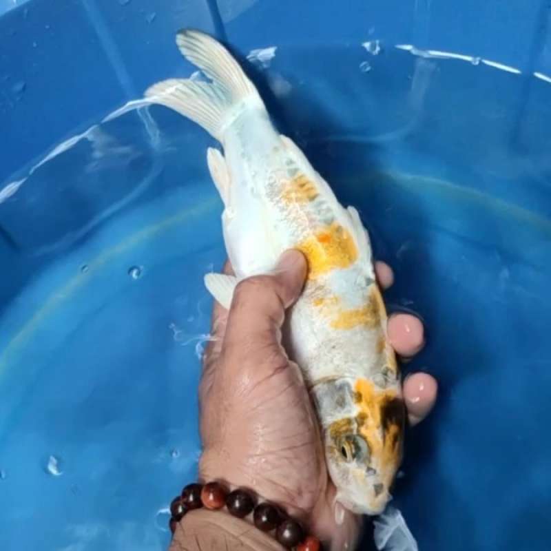 Jual Ikan Koi Blitar Jenis Kiko / Rumah Koi Jakarta / Kode 007 Di ...