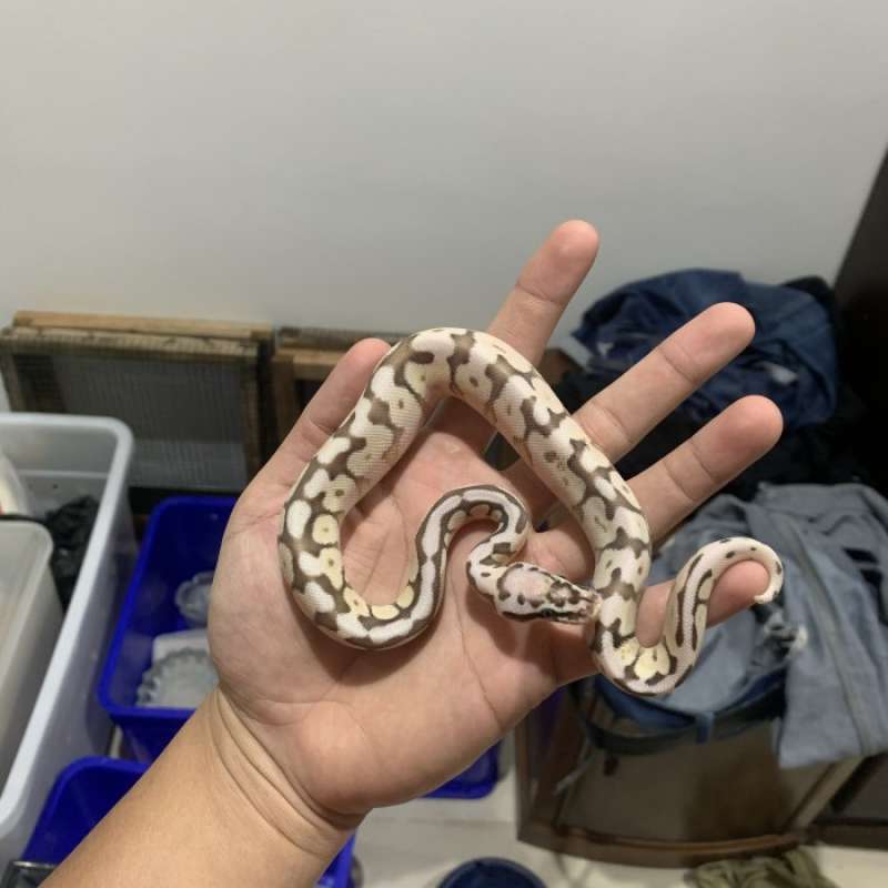 Promo ball python queen bee pastel lesser spider / ball phyton queen bee Diskon 23% di Seller ...