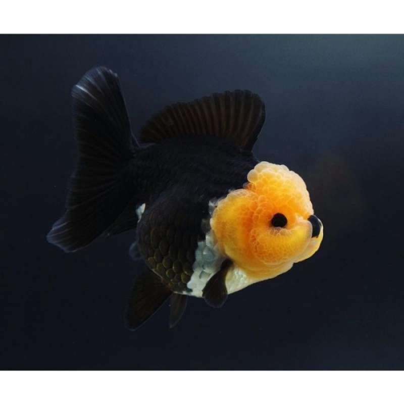 Promo Ikan Hias Mas Koki Oranda Panda Short body Shorttail Grade Fancy ...