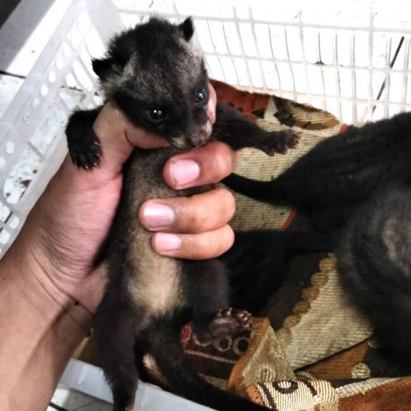 Baby Musang Pandan
